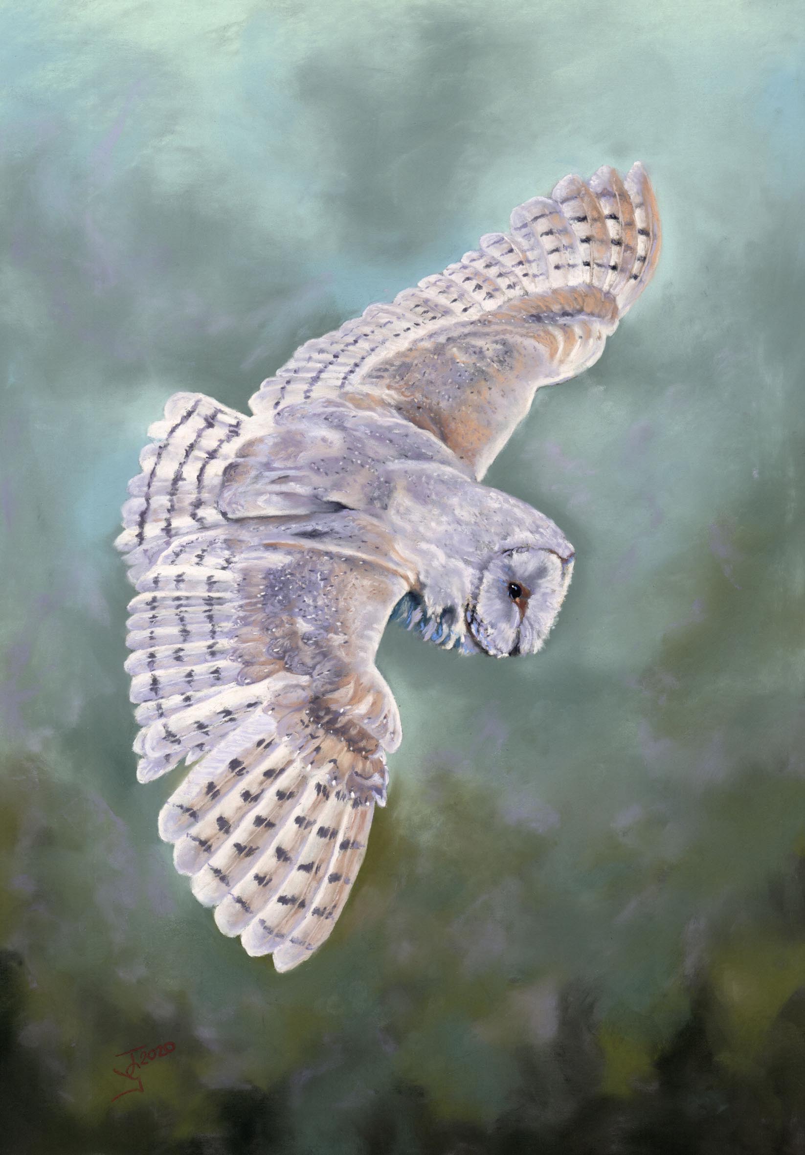 Barn Owl in Flight 3 - Jo Garlick Art